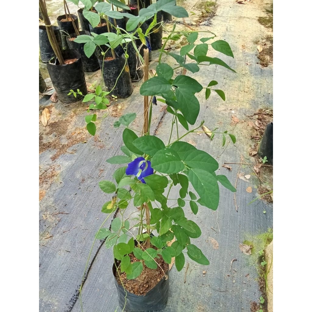 POKOK BUNGA TELANG DALAM POLYBEG | Shopee Malaysia