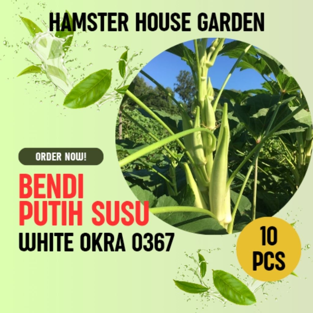 HSK [20pc] WHITE OKRA 0367 SEED BIJI BENIH BENDI PUTIH SUSU | Shopee ...