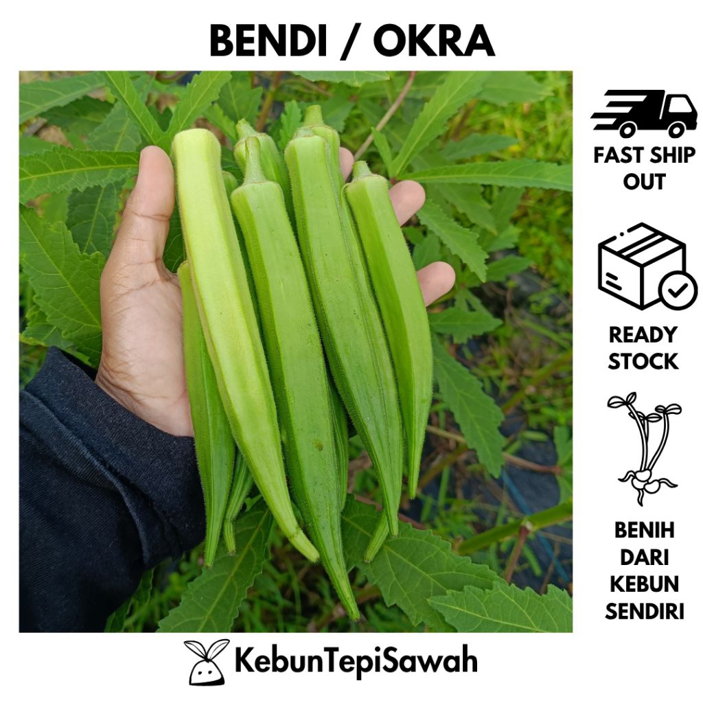 30pcs Benih bendi hijau /okra / seeds | Shopee Malaysia