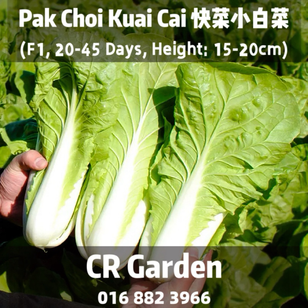 Pak Choi Kuai Cai 50 Seeds 快菜小白菜50粒 (F1, 20-45 Days, Height: 15-20cm ...