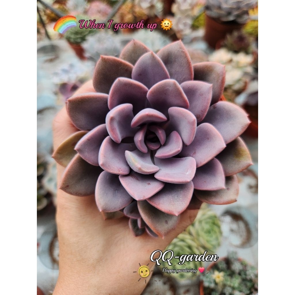 QQ-garden🌷Readystock‼️Echeveria debbie"黛比/紫色希系多肉植物gardening succulents ...