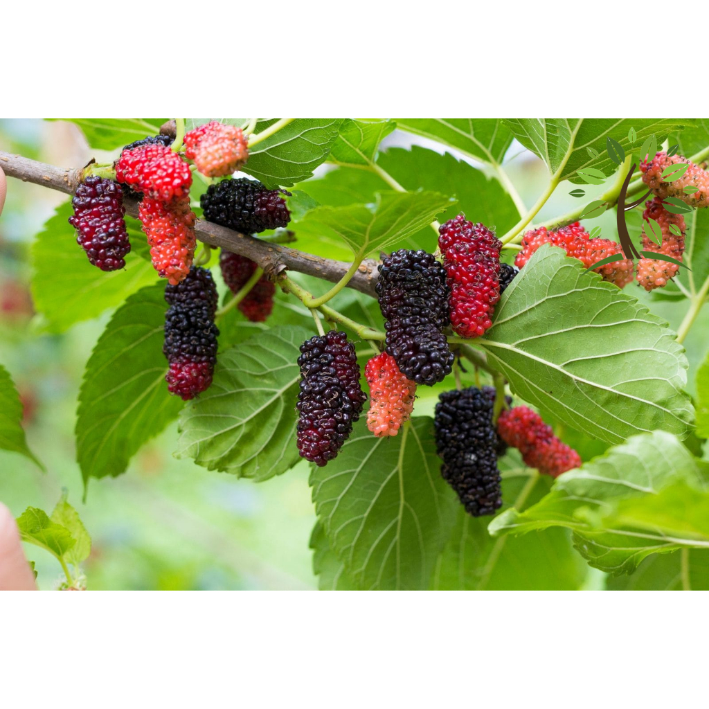 Berjaya Plant Nursery - Pokok Mulberry/Morus Alba(Pokok Buah Hidup ...