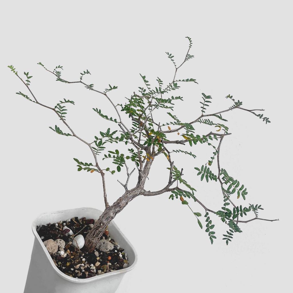 zac.culent - Commiphora monstruosa 滔天橄欖 (Caudex Bonsai Succulent ...