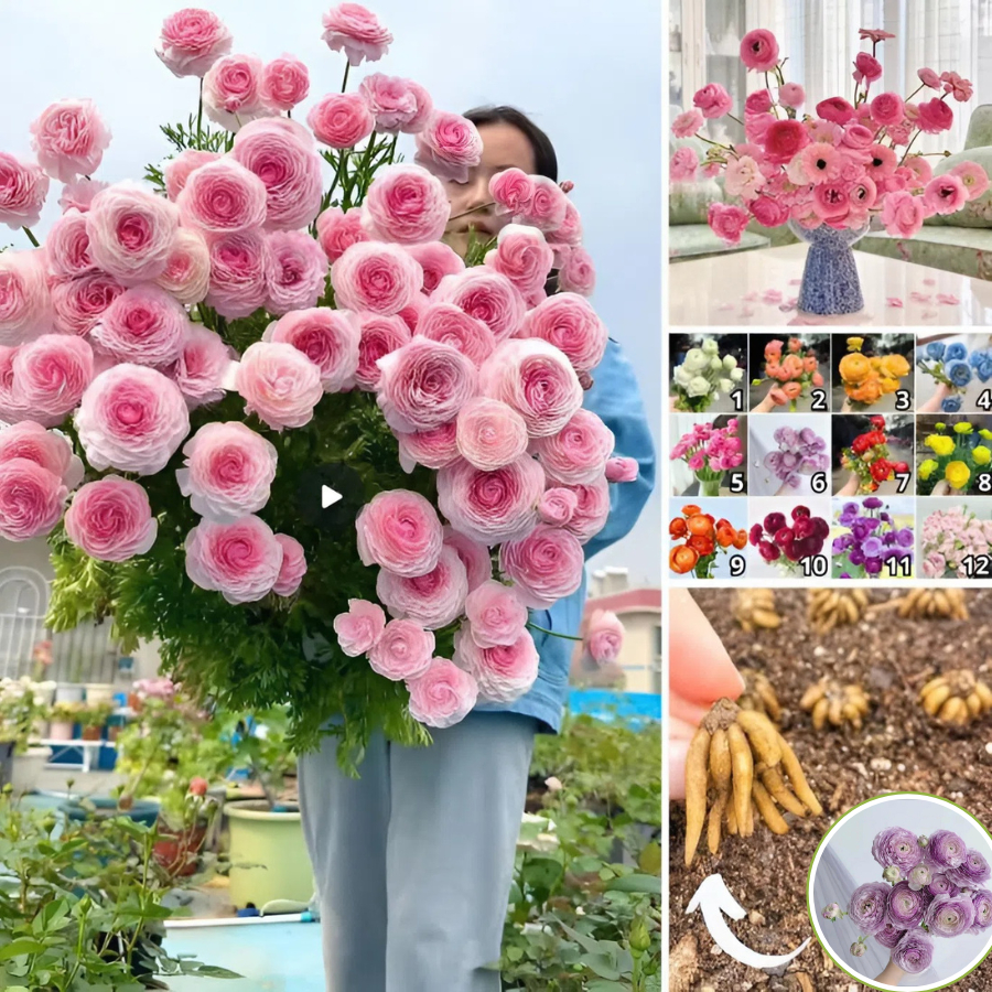 Umbi Bunga Parsi Buttercup Ranunculus Bunga Besar Cantik Mudah ...