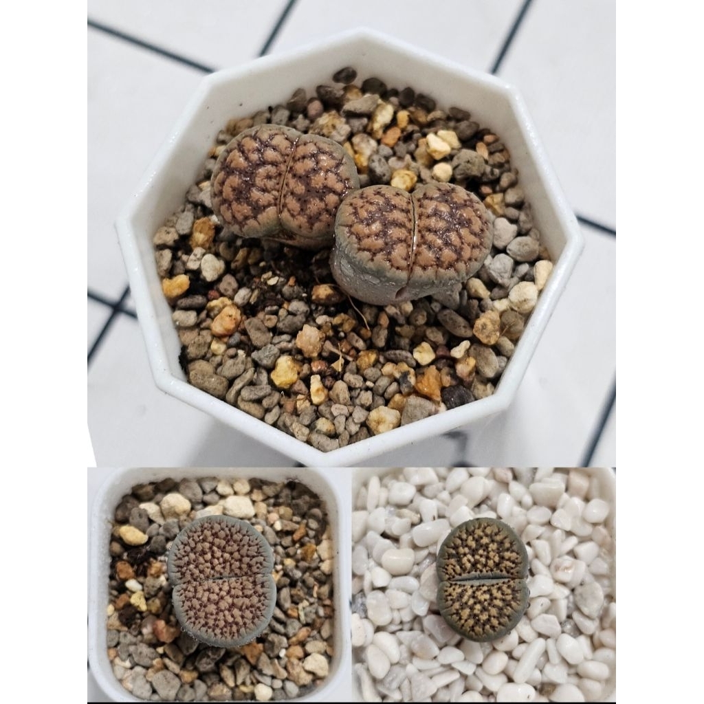 Lithops Verruculosa single/twin head 5 years/lithops big lithops ...