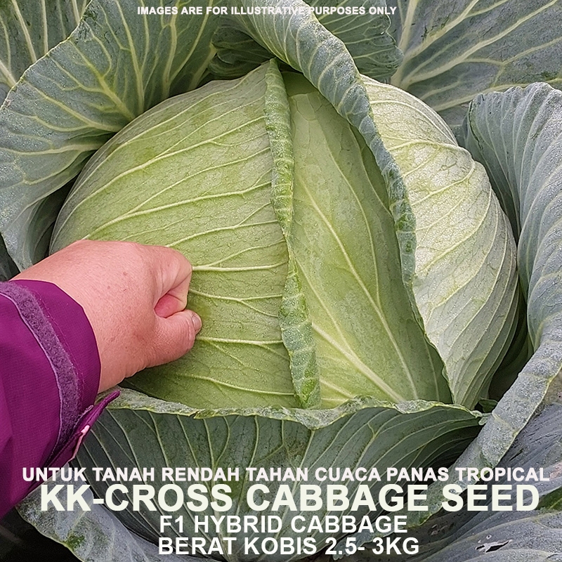 50 -100 Biji Benih KOBIS TANAH RENDAH Cabbage kobis F1 jenis besar dan tahan cuaca panas ...