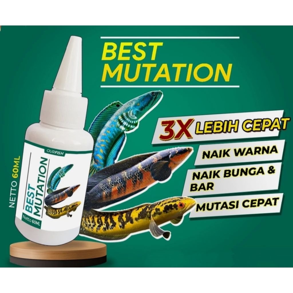 Obat Mutasi Pelet Ikan Channa Best Mutation Andrao Sentarum Auranti ...