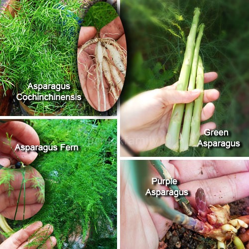 Biji Benih Seed 种子/ Asparagus Hijau Green Ungu Purple/ Asparagus ...