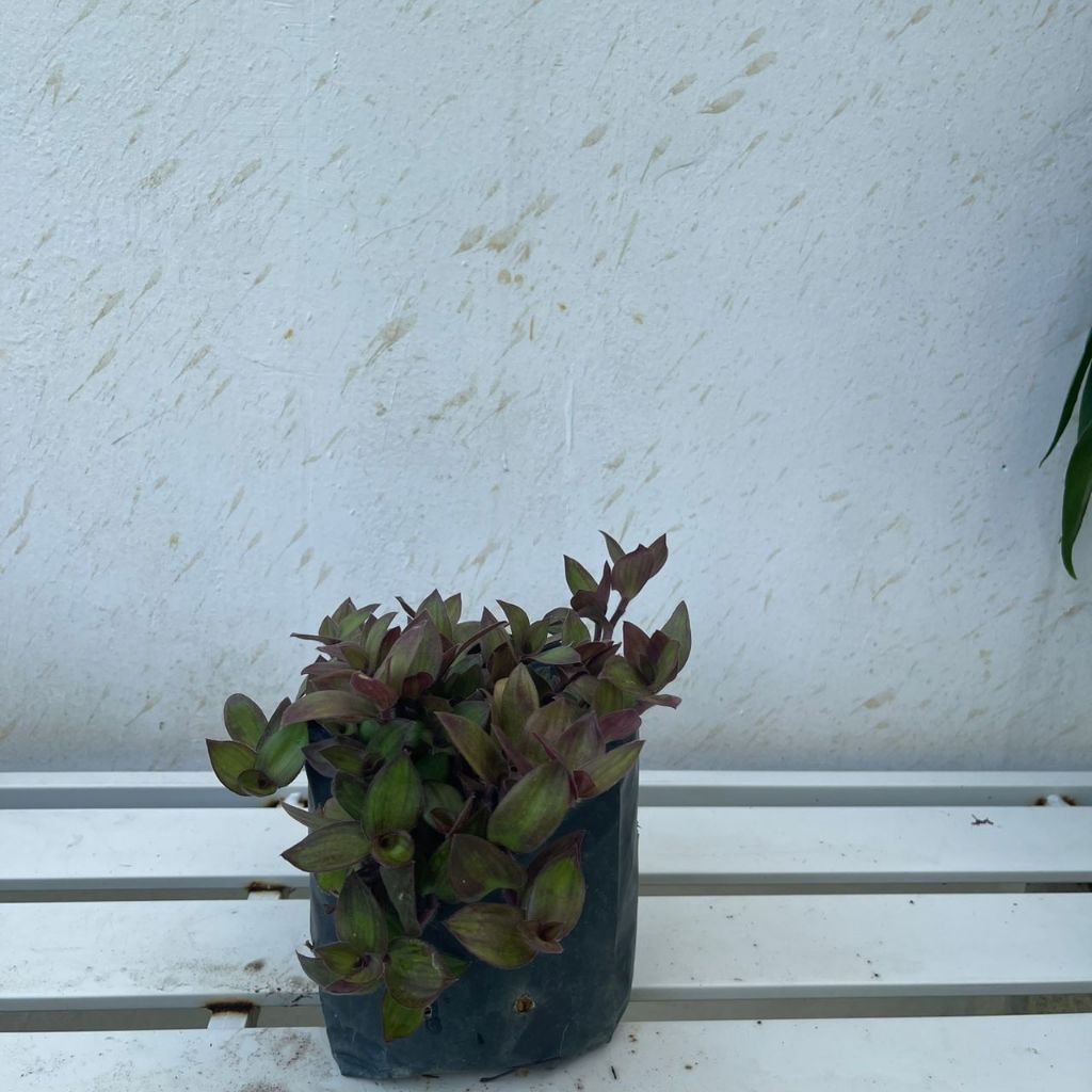 TA Pokok Telinga Kera (S) | Shopee Malaysia