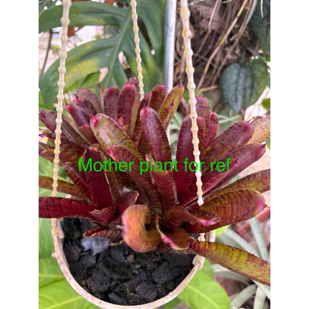 Bromeliad Neoregelia Mini/midi one piece of pup as per pic | Shopee ...