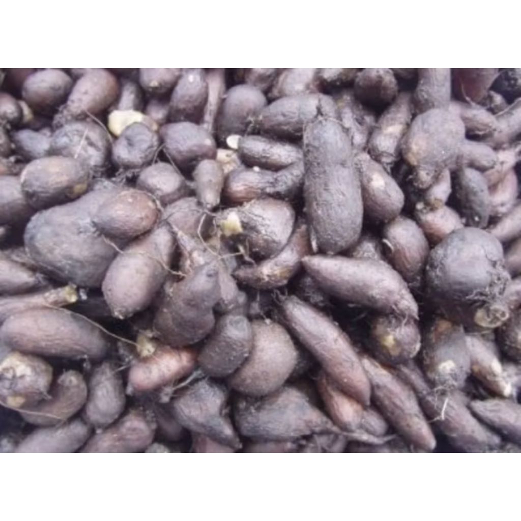 1kg Ubi Kemili / 1kg Ubi Keling | Shopee Malaysia