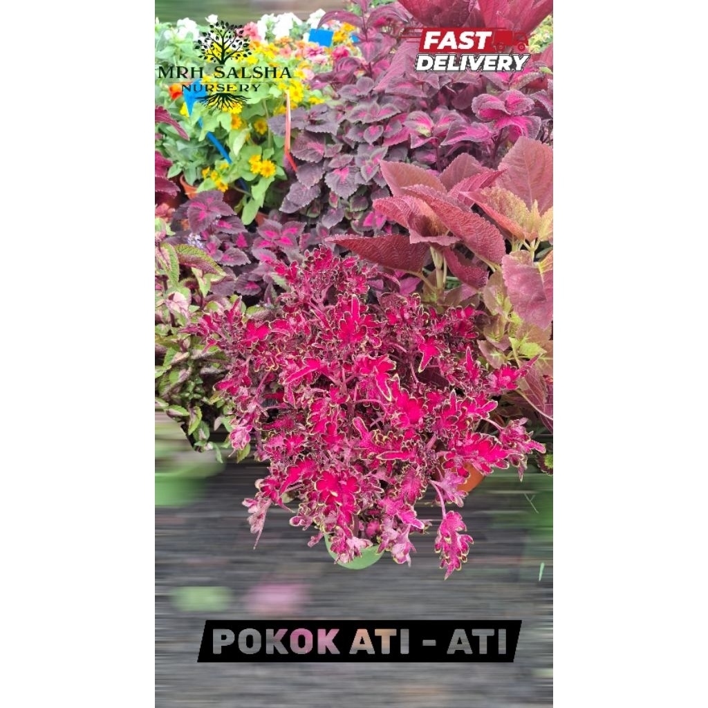 Pokok Ati-Ati | COLEUS | Pokok hiasan outdoor | Shopee Malaysia