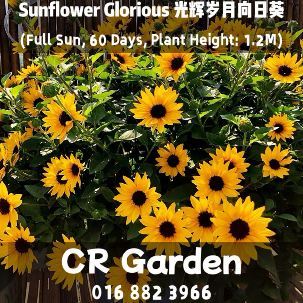 Sunflower Glorious 3 Seeds 光辉岁月向日葵3粒 (Full Sun, 60 Days, Plant Height ...