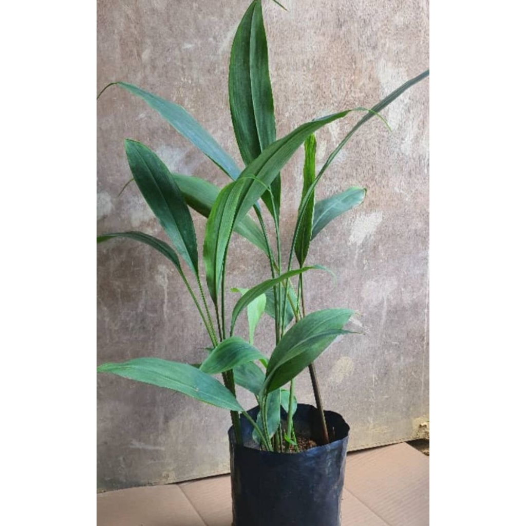 💕Rare 🔥 Serai Acheh tumbuhan herba (daun wangi) | Shopee Malaysia