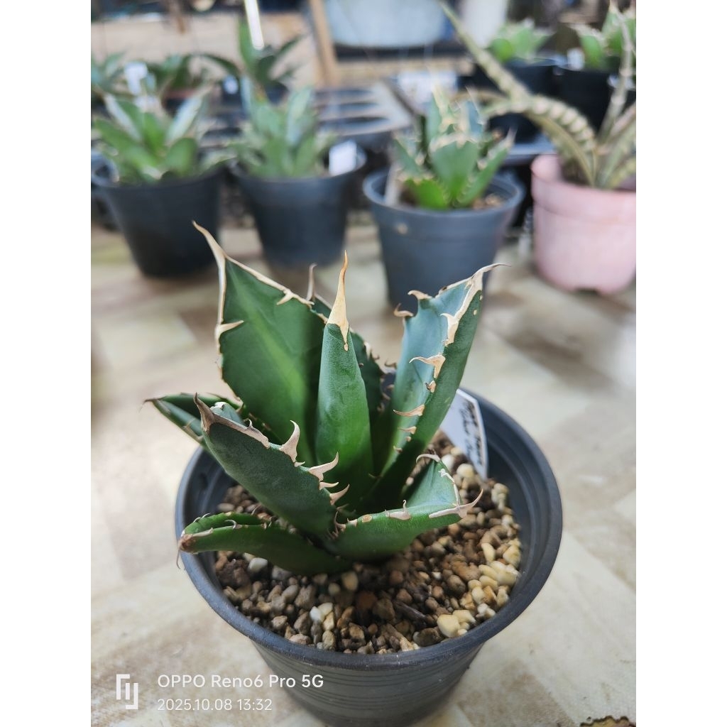 ShopeeIn-stock现货agave龙舌兰Agave titanota ' Ghost Claw'鬼爪(Photo updated 8 ...