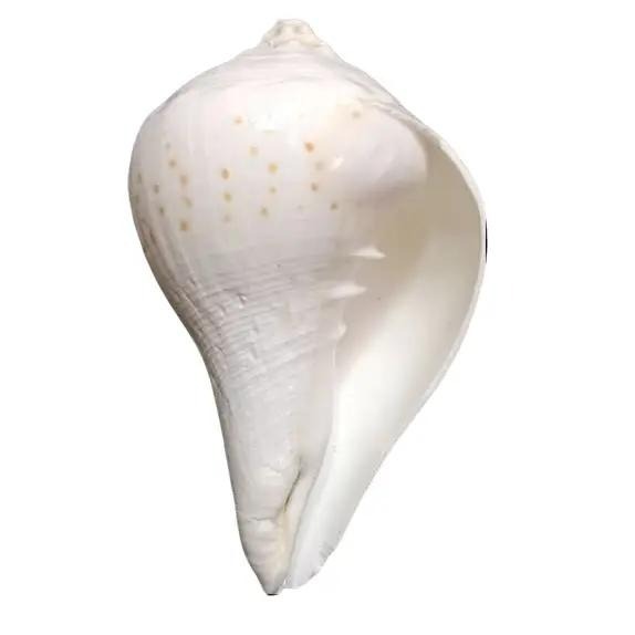 Paal Sangu – Sacred White Conch for Rituals & Prosperity | Shopee Malaysia