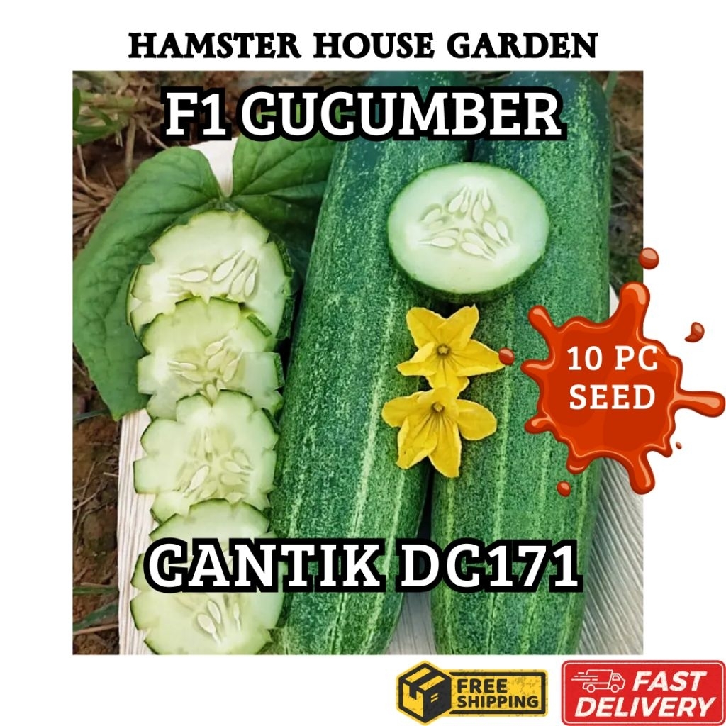 HSK [10pc] TIMUN CANTIK DC171 F1 HIBRID CUCUMBER SEED BIJI BENIH SAYUR ...
