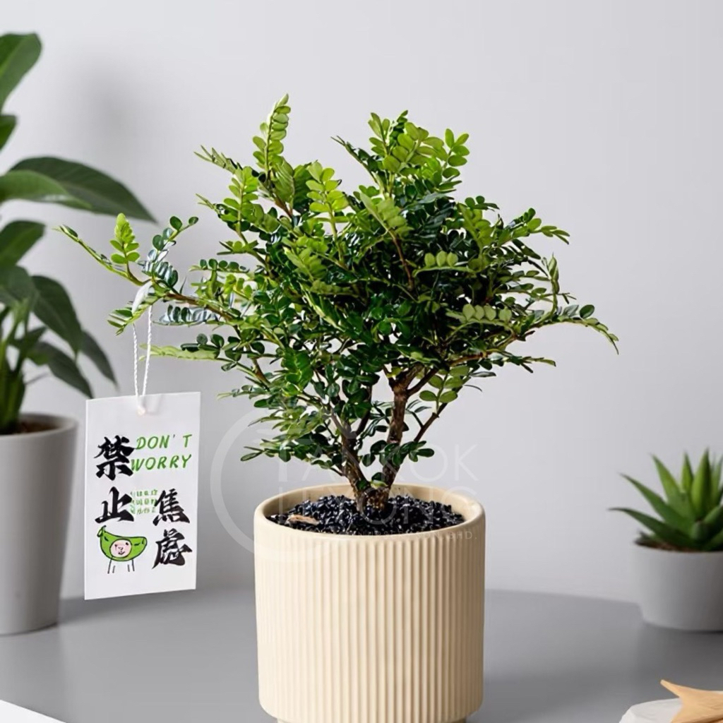 TKL - Japanese Pepper Tree Zanthoxylum Piperitum Live Bonsai Plant 香胡椒木 ...
