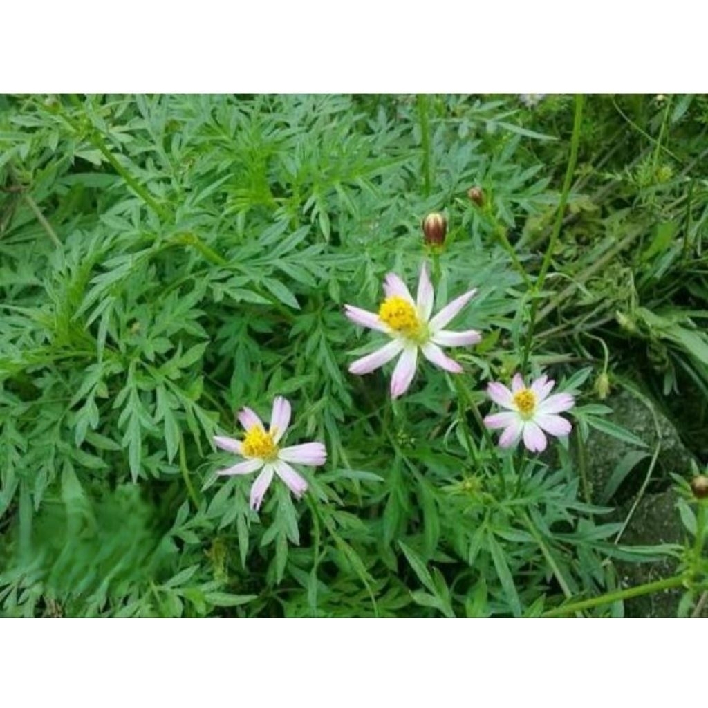 Anak pokok & benih Pokok Ulam Raja | Shopee Malaysia