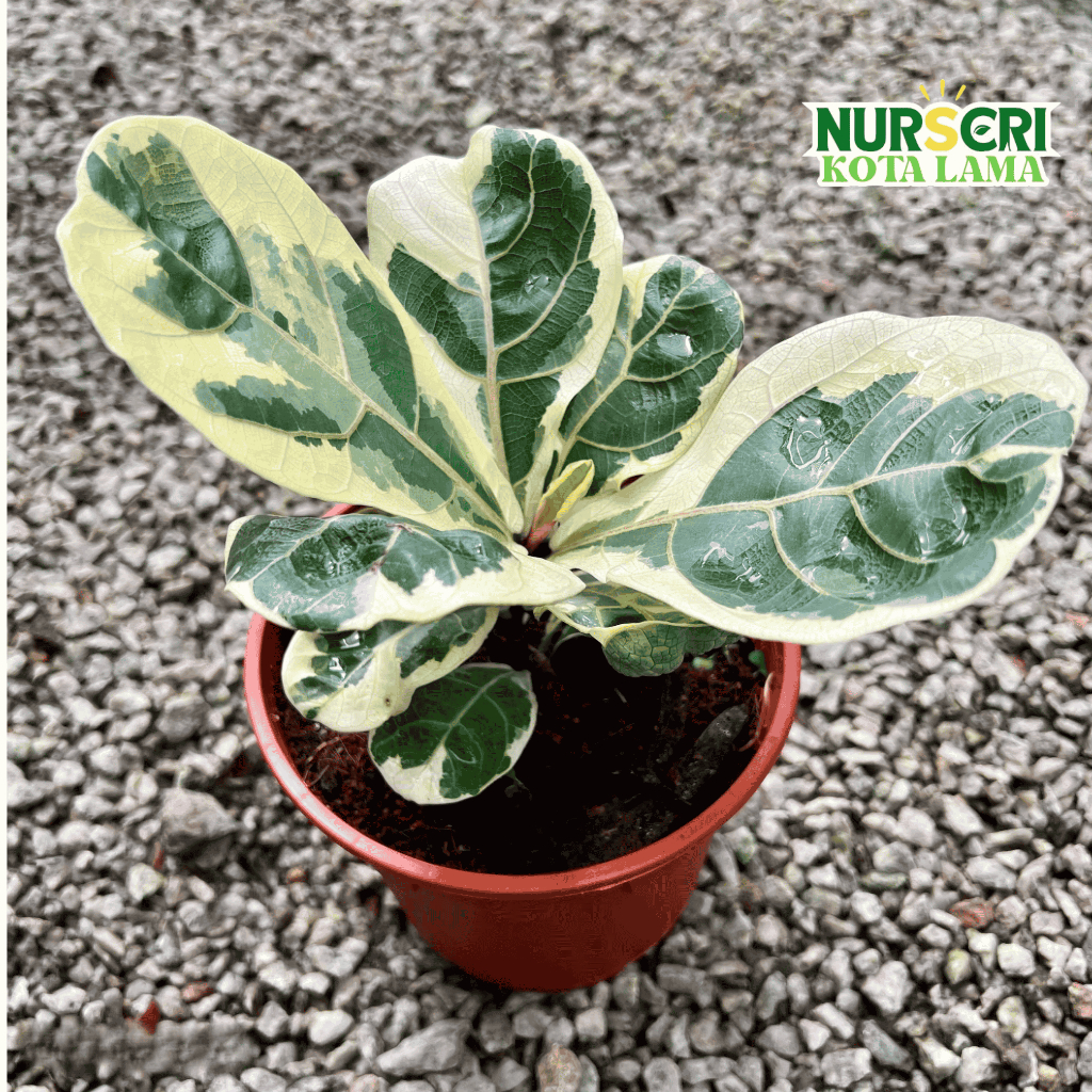 🔥RARE🔥 VARIEGATED FICUS IYRATA / Ketapang Batik / Fiddle Leaf Fig ...