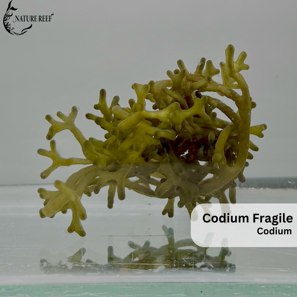 Codium (Codium sp.) – Green Finger Algae | Soft, Spongy Texture | Reef ...