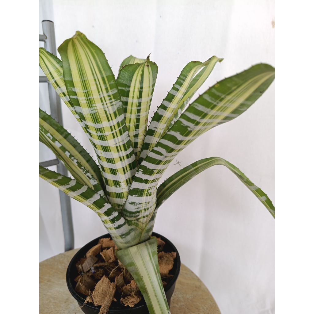 Bromeliad Samurai , Pokok matang, jalur kuningnya sekata | Shopee Malaysia