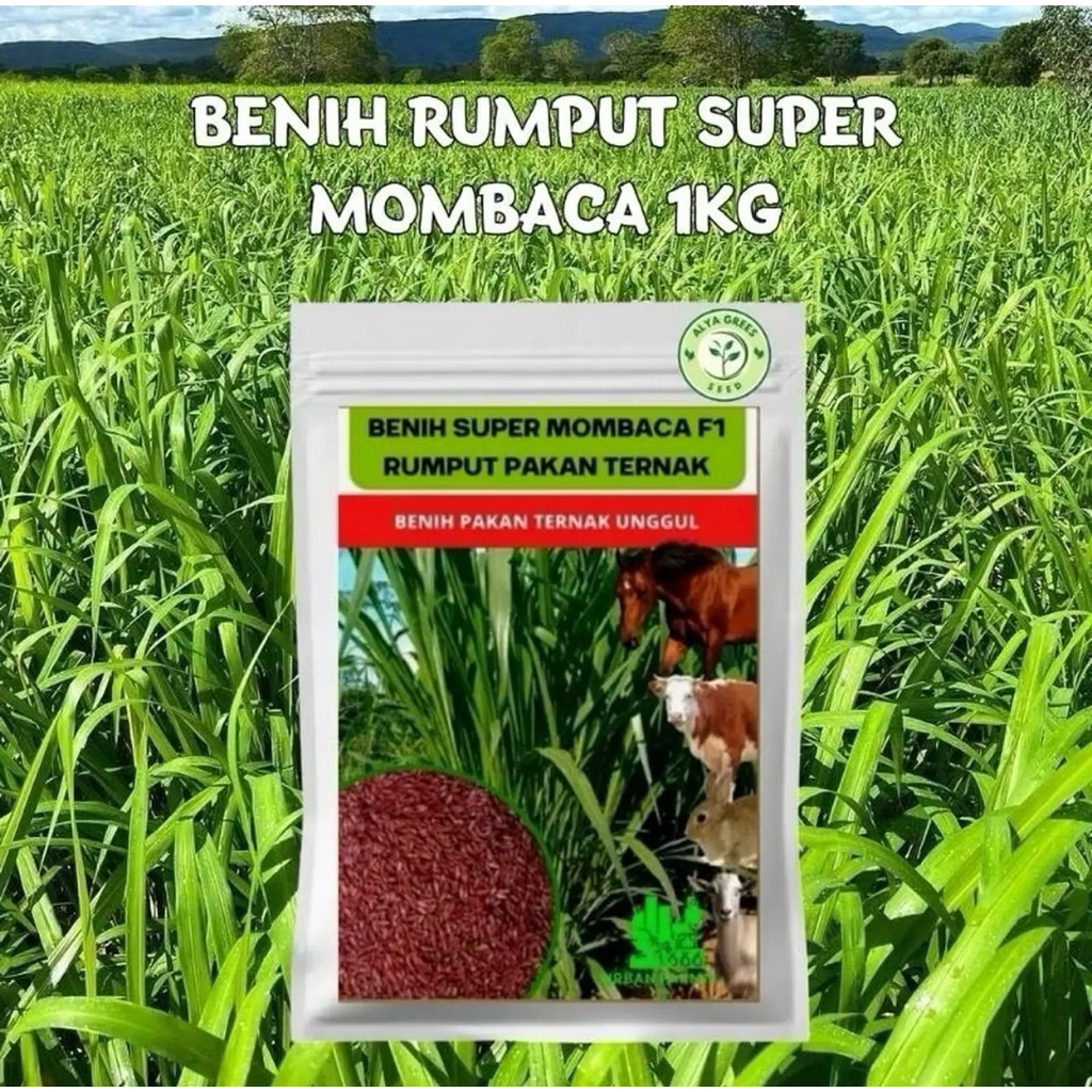 1KG Guinea Mombasa ghine Grass Seed Biji Benih Rumput Lembu Kambing ...