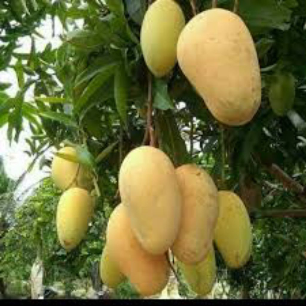 Pokok Mangga Chokanan Hybrid XL Saiz Pokok | Shopee Malaysia