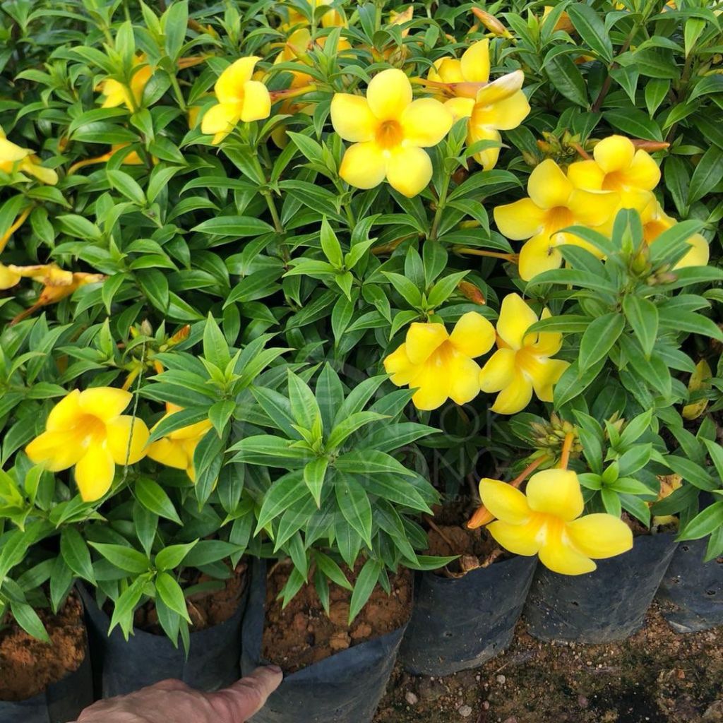 TKL - Allamanda Cathartica/Golden Trumpet Climber Shrub 軟枝黃蟬攀藤黄花 ...