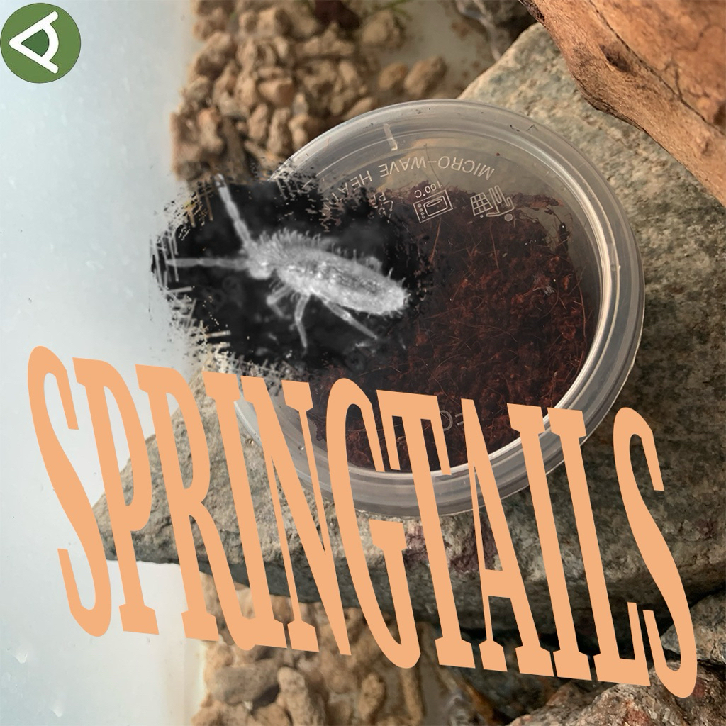 charcoal cultivated Springtails – Natural Clean up crew for a balanced ...
