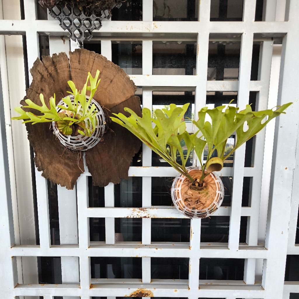 Anak pokok tanduk kijang siap kayu merbau @ berbola | Shopee Malaysia