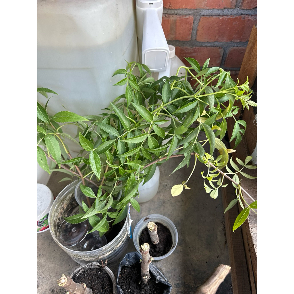 Keratan pokok berry ( Elder Berry) | Shopee Malaysia