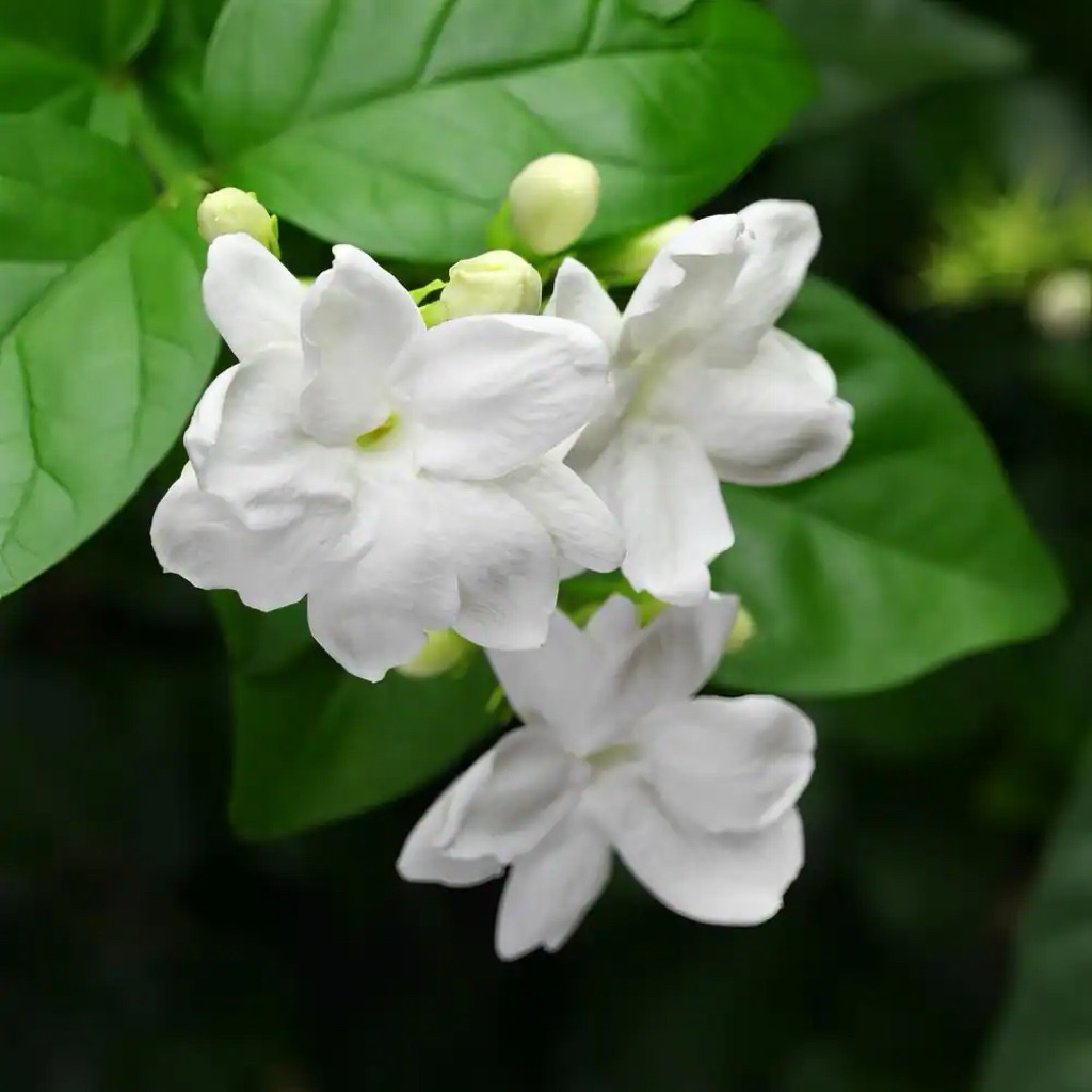 【TW668】 Fragrant Jasmine plant/ Pokok bunga melur india / 茉莉花树 | Shopee ...