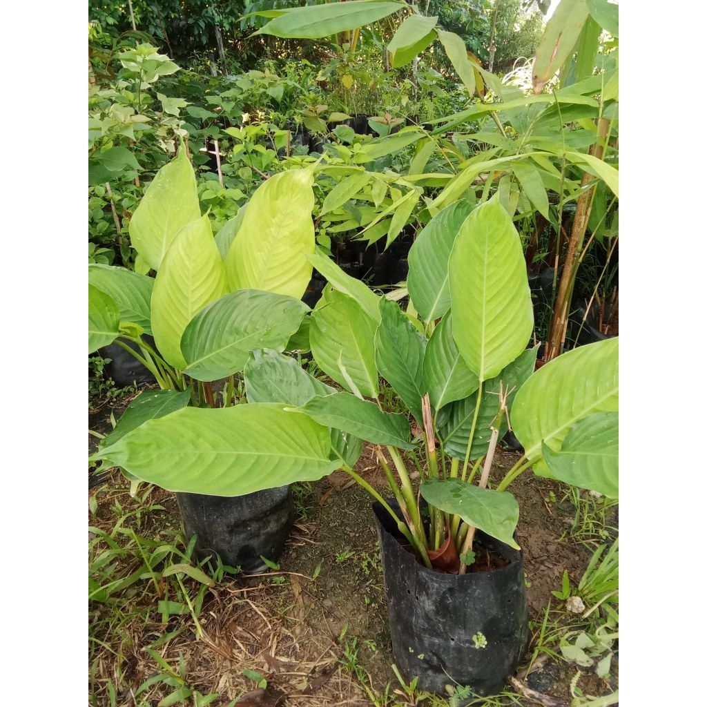 POKOK DAUN LEREK LEMANG | Shopee Malaysia