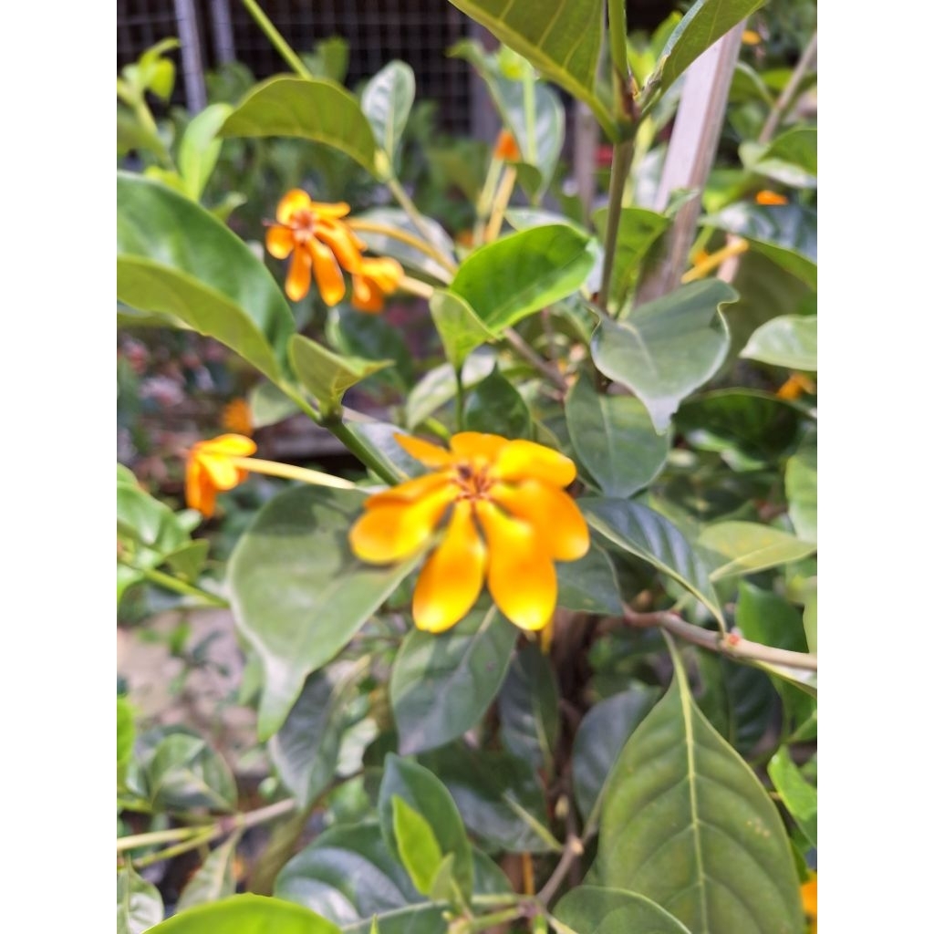 Pokok Bunga Kulai Gardenia / sentiasa berbunga / sangat wangi/ tahan ...