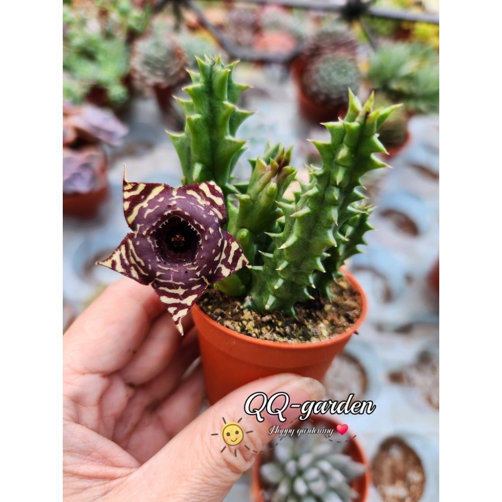 QQ-garden🌷Readystock‼️花斑剑龙角huernia Zebrina多肉植物盆栽succulentslivepotplant ...