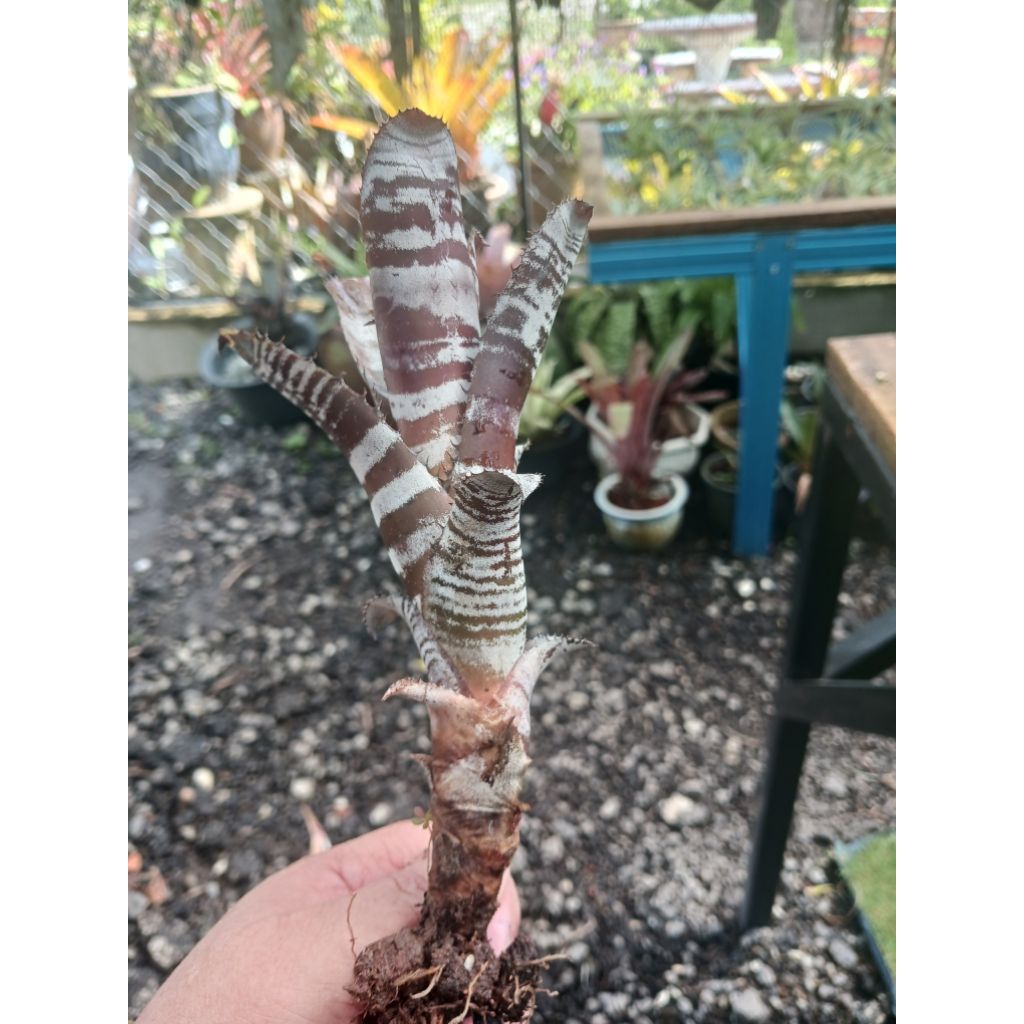 plant-bromeliad chantini black | Shopee Malaysia