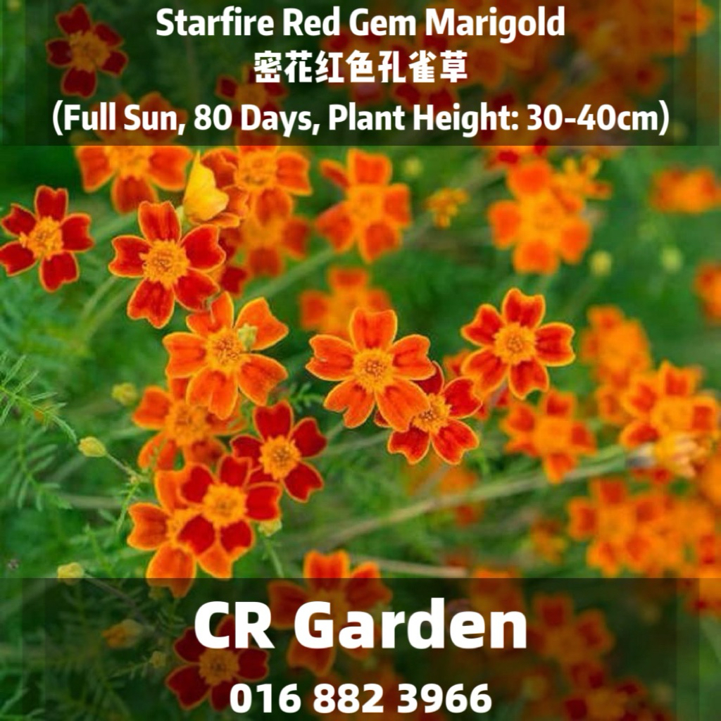 Starfire Red Gem Marigold 10 Seeds 密花红色孔雀草 10粒 (Full Sun, 80 Days ...