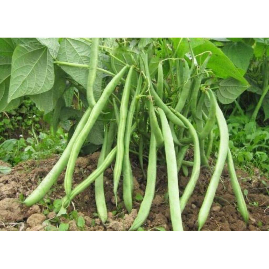 10 biji French Bean Seeds 无架四季豆种子 Biji Benih Kacang Buncis Jenis Renek ...