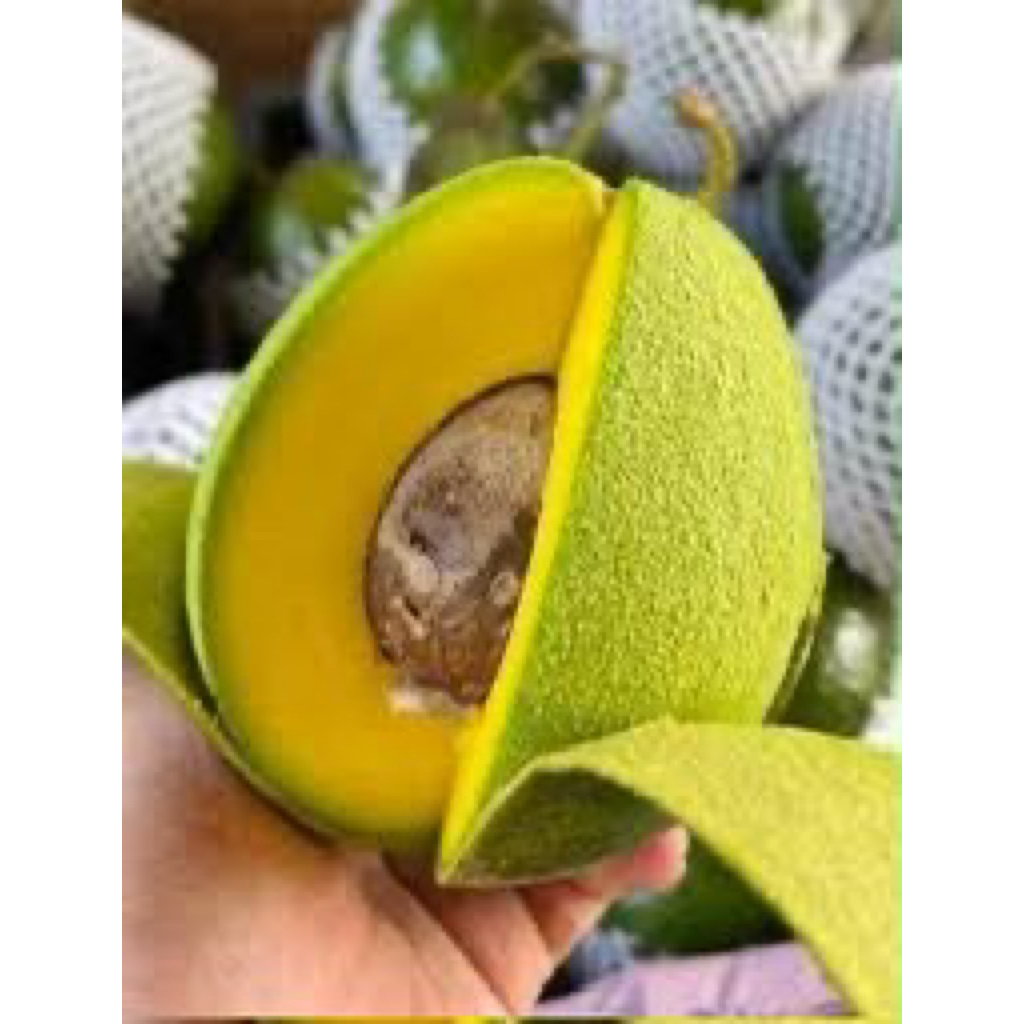 1biji buah Avocado besar Indo Cuban Avocado | Shopee Malaysia