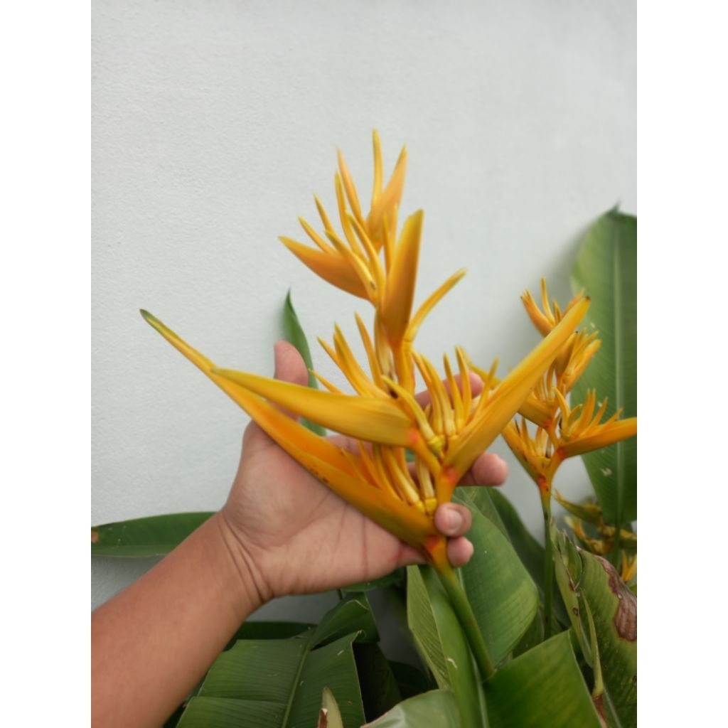 [ 3 Anak Pokok ] Pokok pagar, Anak pokok bunga sepit udang, Bird of ...