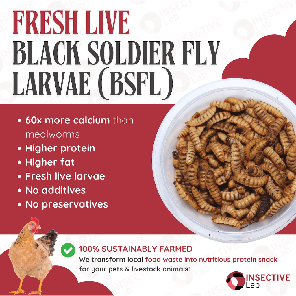 BSF BLACK SOLDIER FLY PHOENIX WORM MAGGOT TELUR EGGS LARVA FEED BEARDED ...