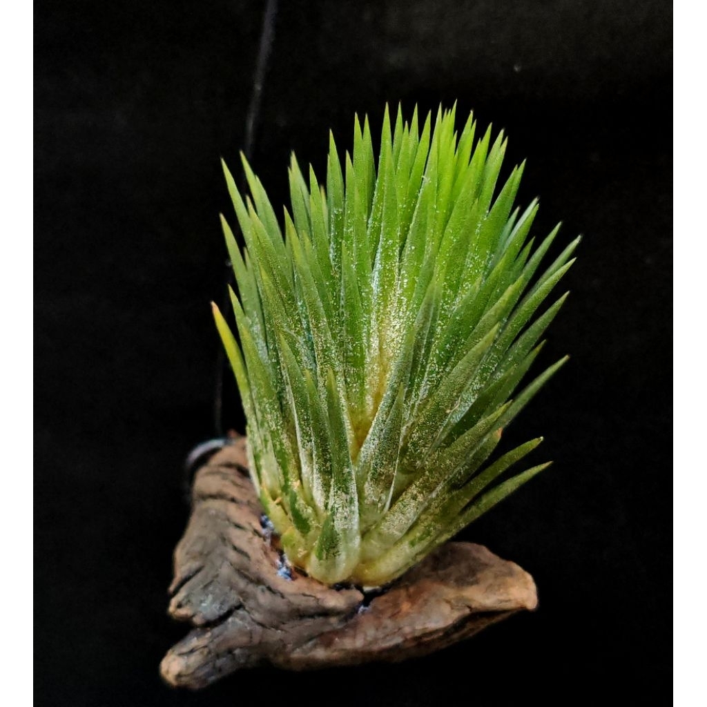 Tropical Selection's - Tillandsia ionantha Penito. (Pic updated 11/01 ...