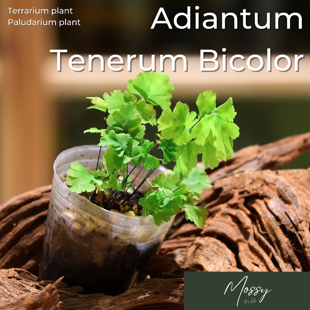 🌱Mossy🌱 Adiantum Tenerum Bicolor – Elegant Maidenhair Fern for ...