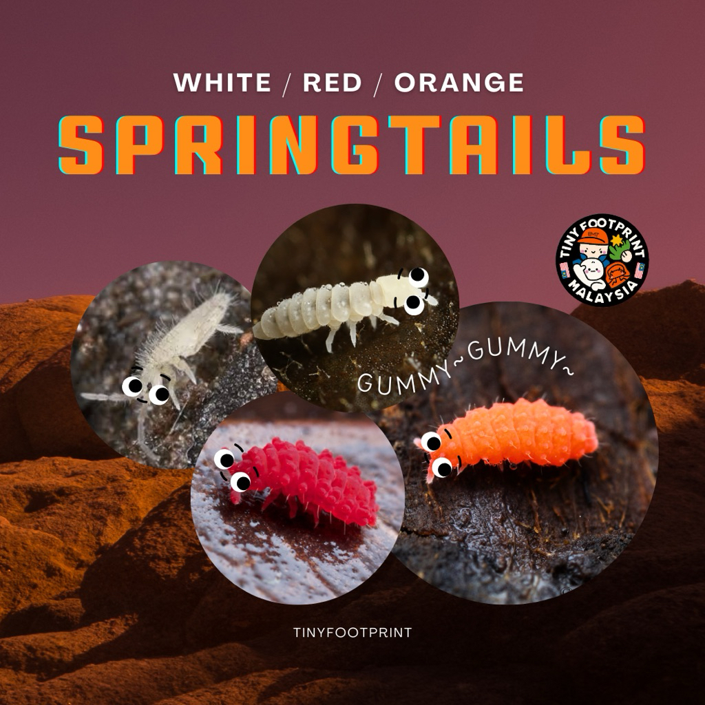 (NO WARRANTY) SPRINGTAILS FOR TERRARIUM CLEANING | Shopee Malaysia