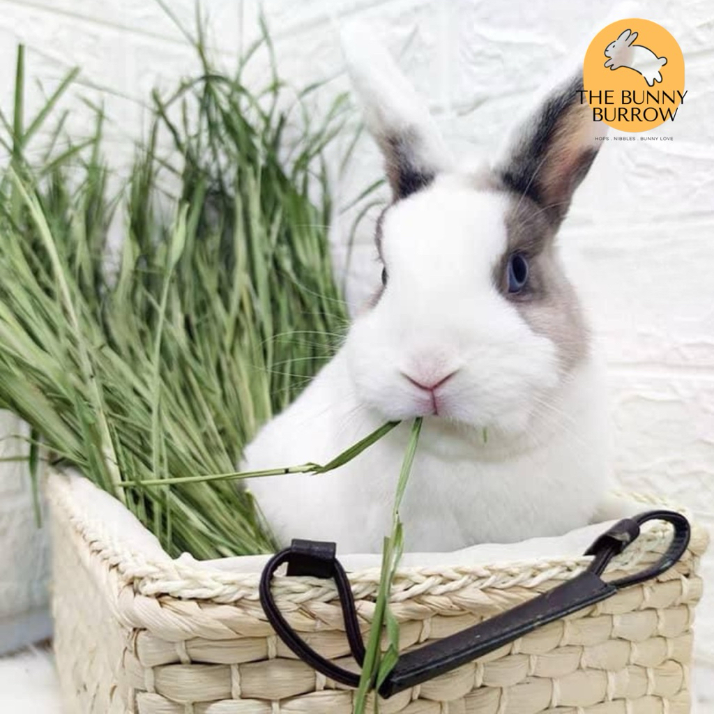 Helda Premium Timothy Hay 1KG Box Hot Air Dried Grass for Rabbit ...