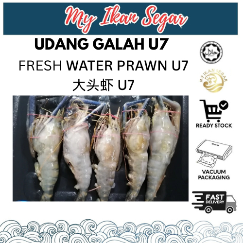 India Fresh Water Scampi (U7)/大头虾 U7 (4-5nos) 0.95-1.05kg/Set Udang ...