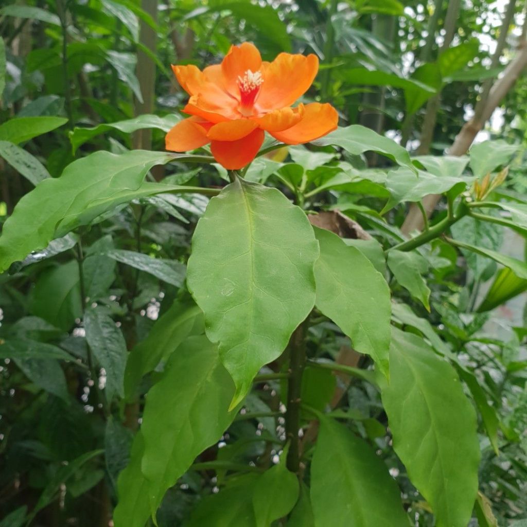 Daun Jarum Tujuh (7) Bilah (Dipetik Pada Hari Penghantaran) l Pereskia ...