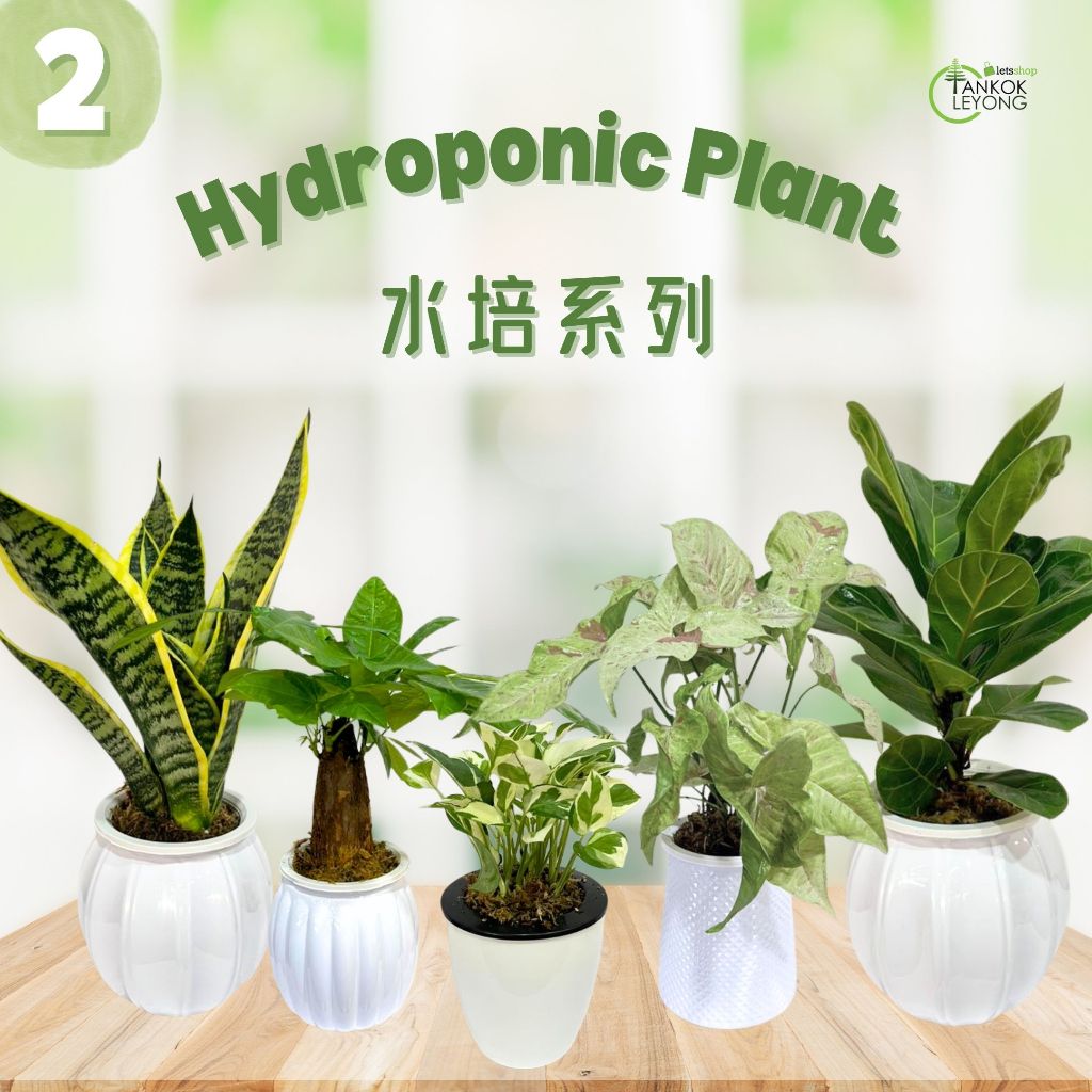 TKL - Hydroponic Indoor Table Top Plant - Part 2 [水培系列]室内植物盆栽 | Shopee ...