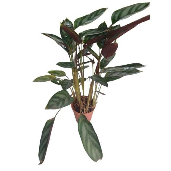 LVP - Keratan Rumpun Pokok Calathea Setosa | Shopee Malaysia